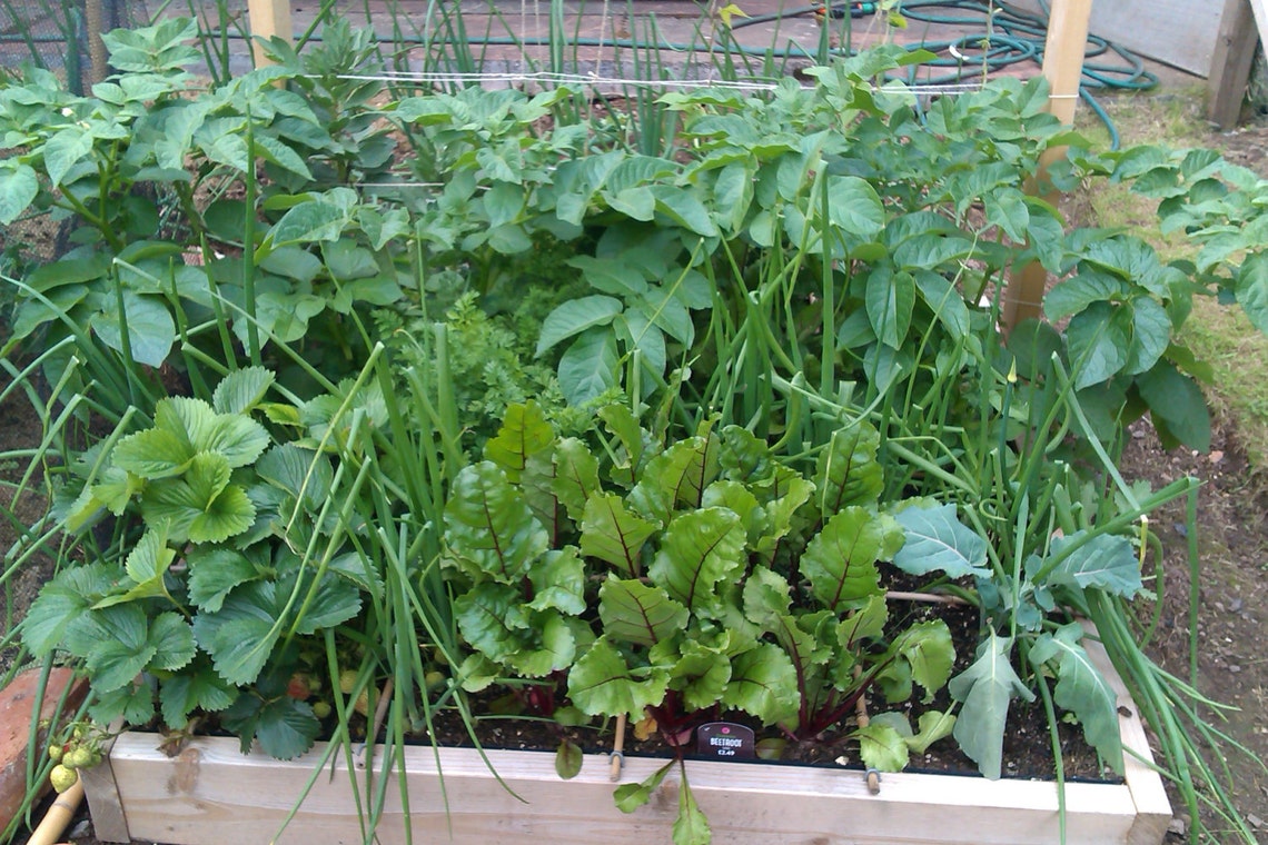 Square Foot Gardening Ebook - Growing Vegetables in 16 Square Feet - Etsy