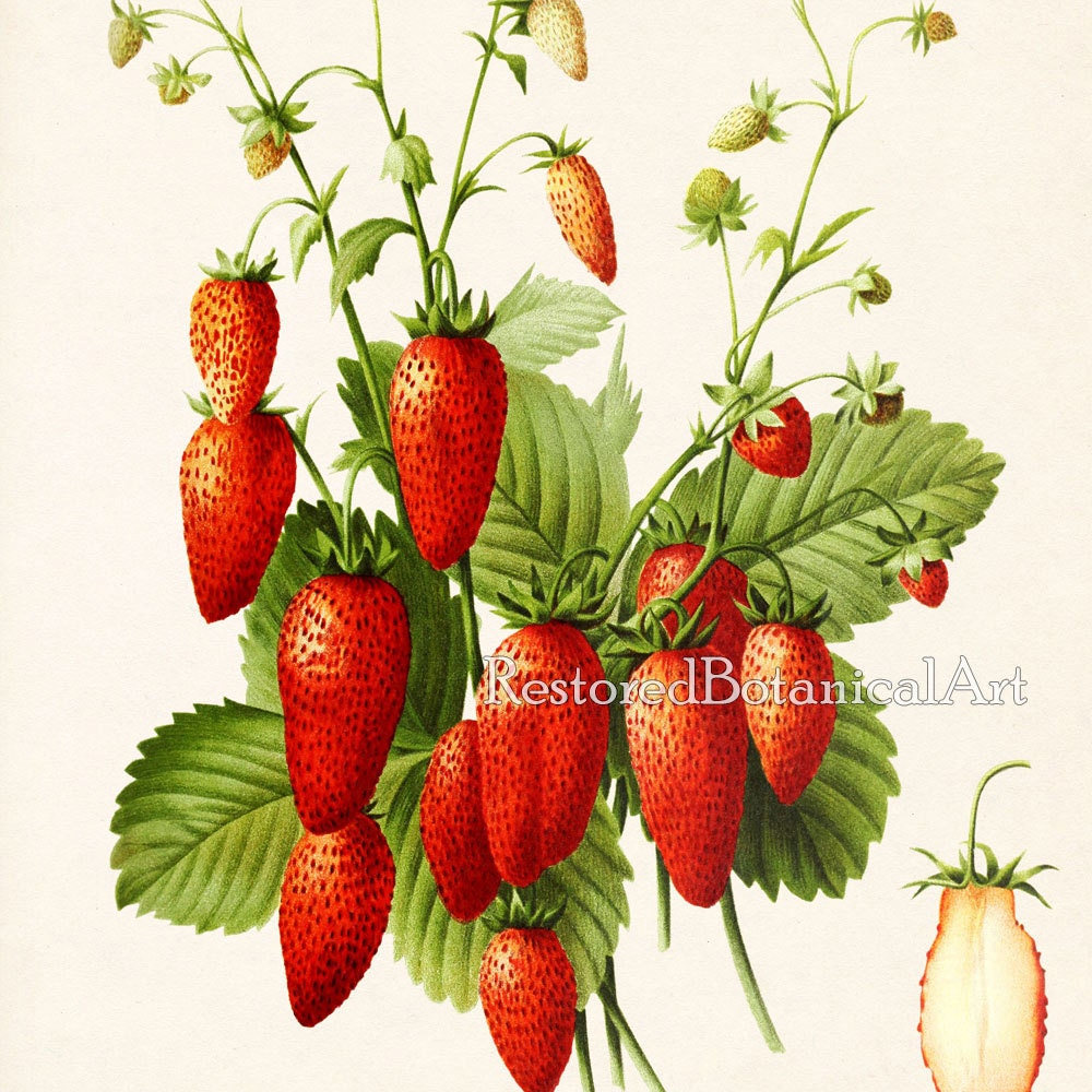 Berry print Botanical art Instant download vintage prints | Etsy