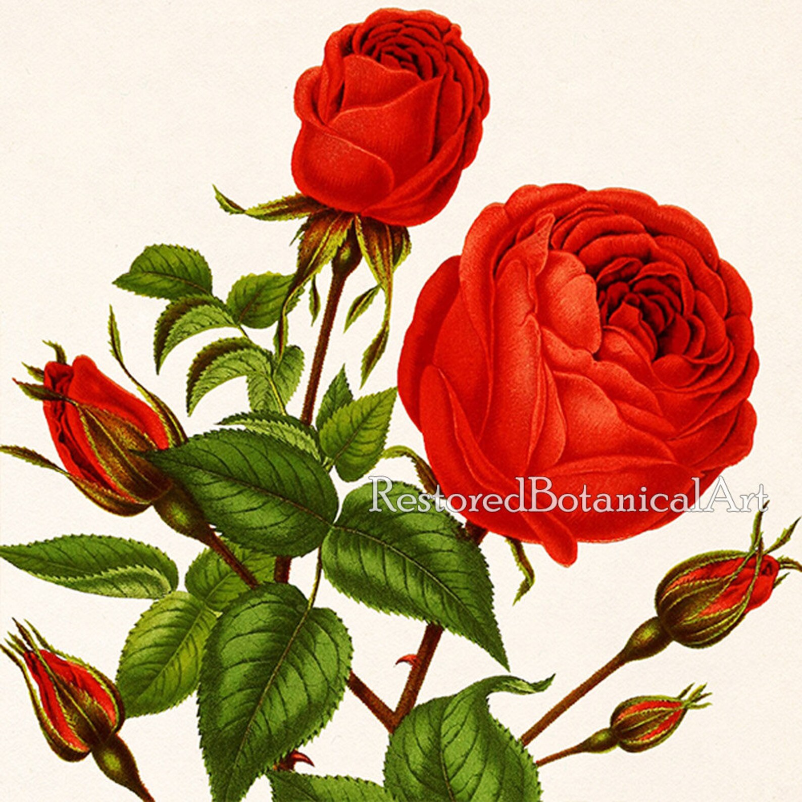 Vintage Rose Print Set Set of 2 Rose Prints Rose Art | Etsy