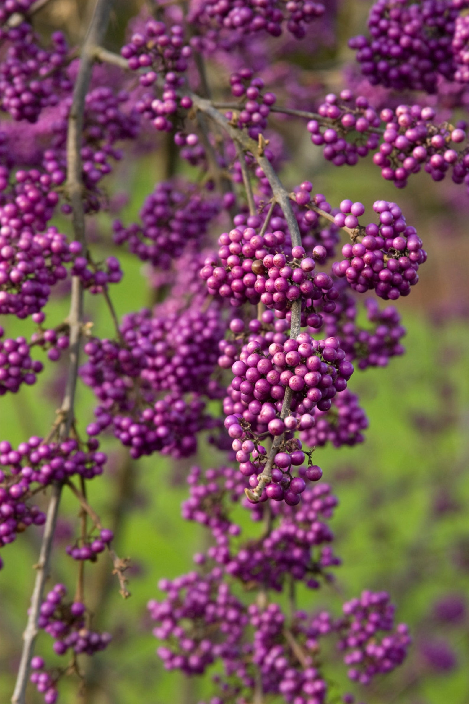 American Beauty Berry 50 Berries = 200 Seeds - Beautyberry - Ships Fast ...