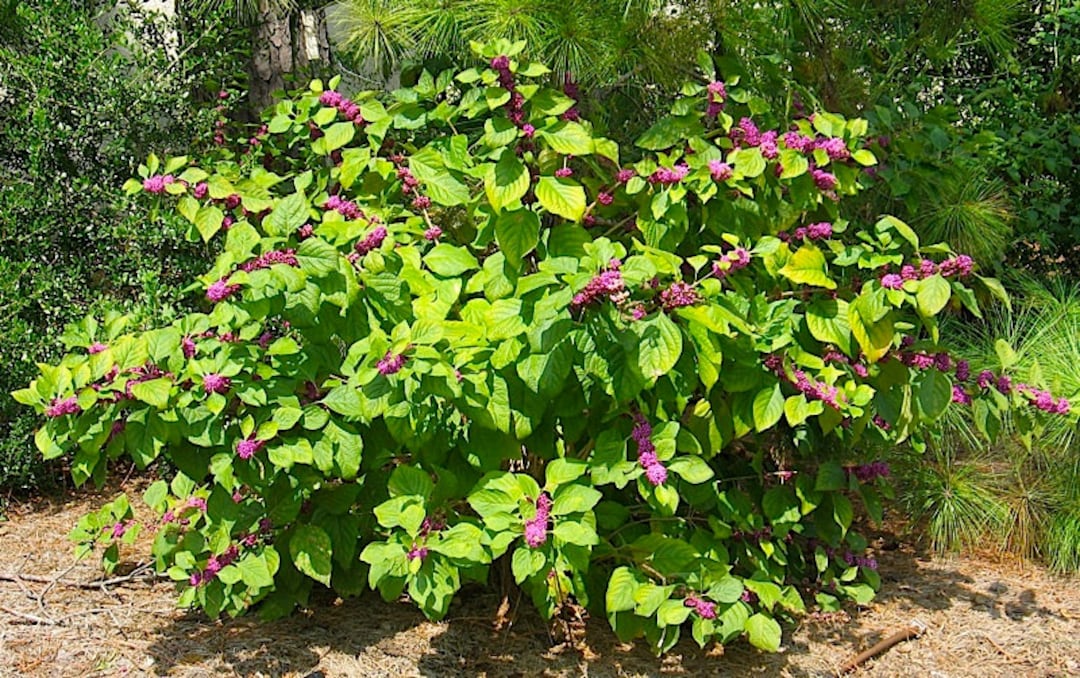 American Beauty Berry 50 Berries = 200 Seeds - Beautyberry - Ships Fast ...