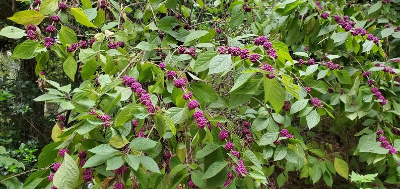 2026 American Beauty Berry 25 Berries = 100 Seeds - Beautyberry - Ships ...