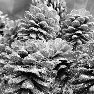 Silver Pine Cone Ornament, Silver Pinecones, Set of Silver Painted Pine ...
