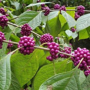 American Beauty Berry 50 Berries = 200 Seeds - Beautyberry - Ships Fast ...