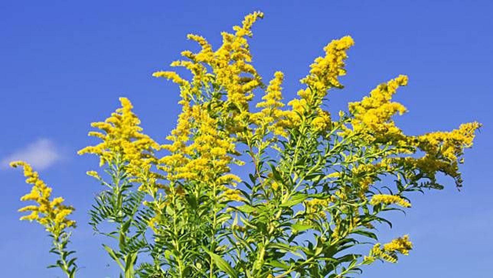 Goldenrod Seeds, Solidago Canadensis, Perennial Wildflower, Attracts ...