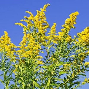 Goldenrod Seed, Solidago Seed, Solidago Rigida, Wildflower, Attracts ...