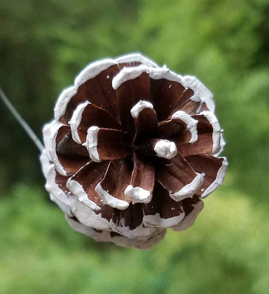 Christmas Pine cone Snow tipped Pine Cone Frosted Pine | Etsy