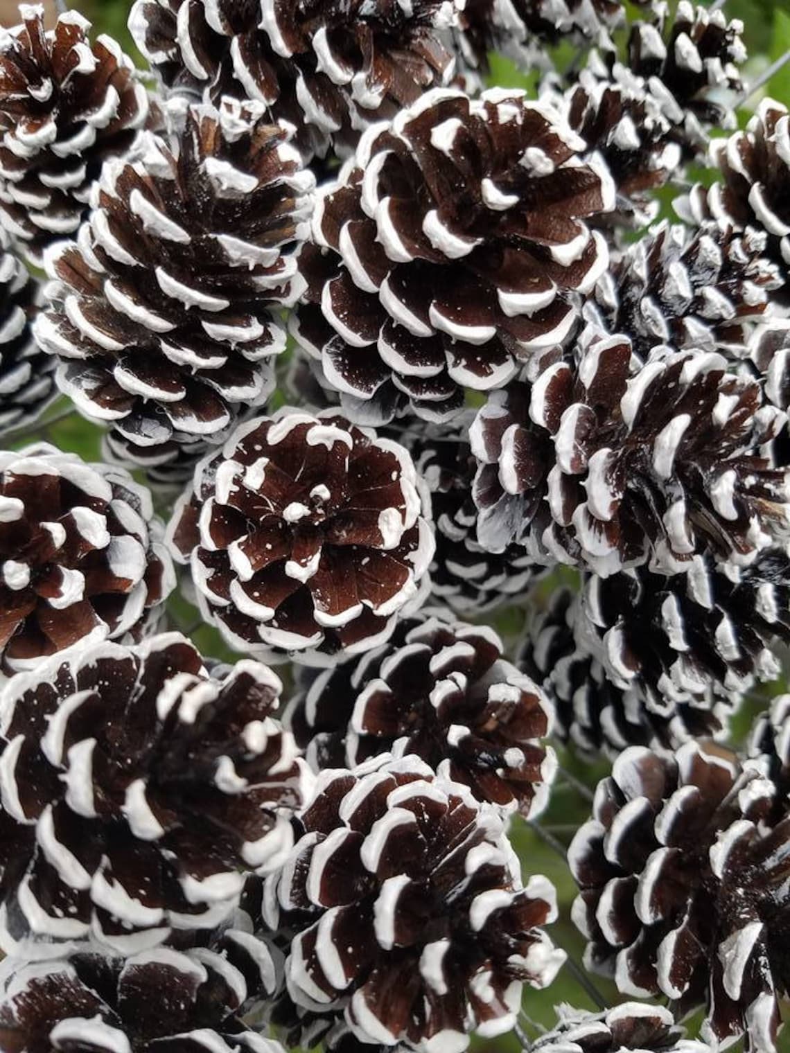 Christmas Pine Cone Snow Tipped Pine Cone Frosted Pine - Etsy