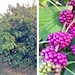 American Beauty Berry 100 Berries = 400 Seeds - Beautyberry - Ships ...