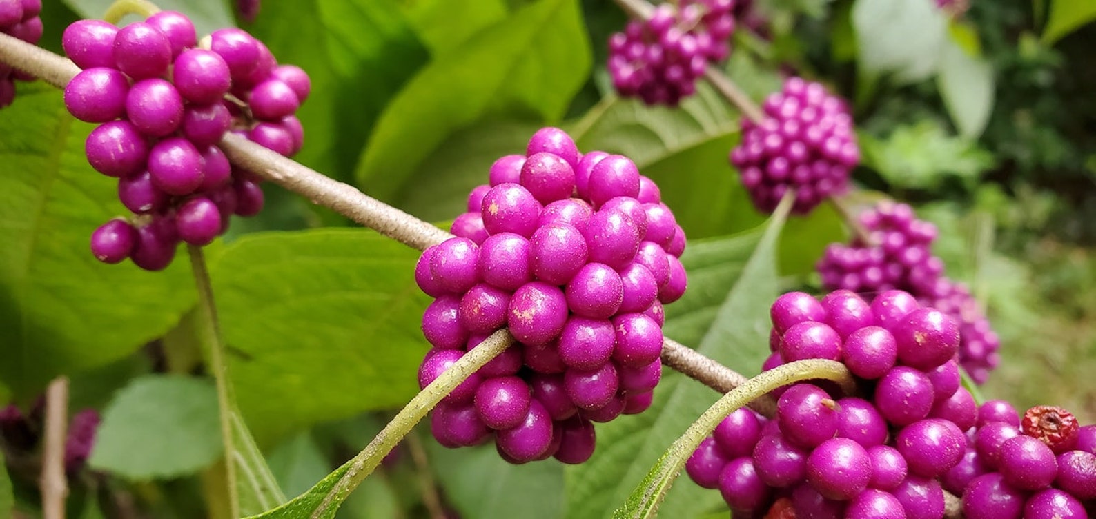 American Beauty Berry 50 Berries = 200 Seeds - Beautyberry - Ships Fast ...