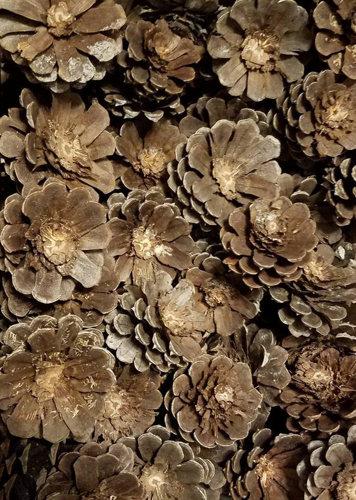 SALE Imperfect Pine Cone Zinnia Pine Cone Flowers 10 Pcs | Etsy SALE Imperfect Pine Cone Zinnia Pine Cone Flowers 10 Pcs | Etsy