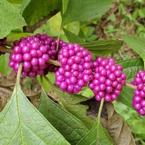 American Beauty Berry 50 Berries = 200 Seeds - Beautyberry - Ships Fast ...