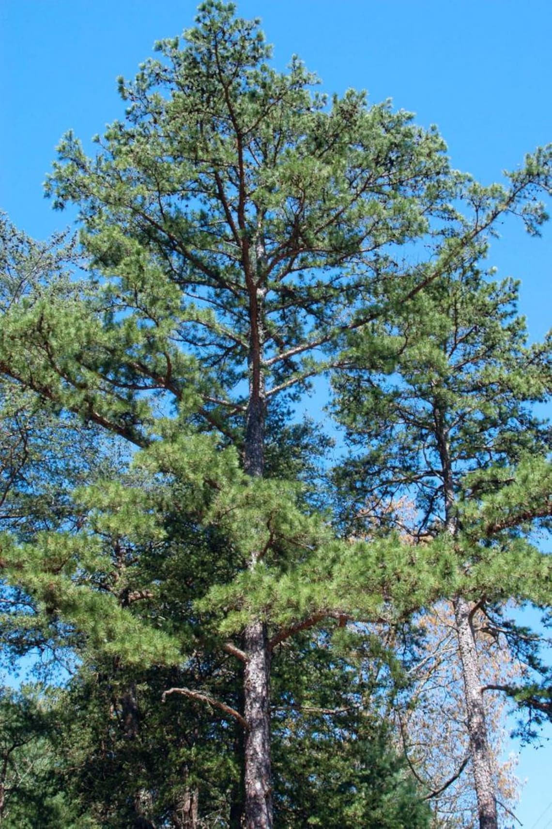 50 Shortleaf pine Tree Seeds Pinus echinata | Etsy