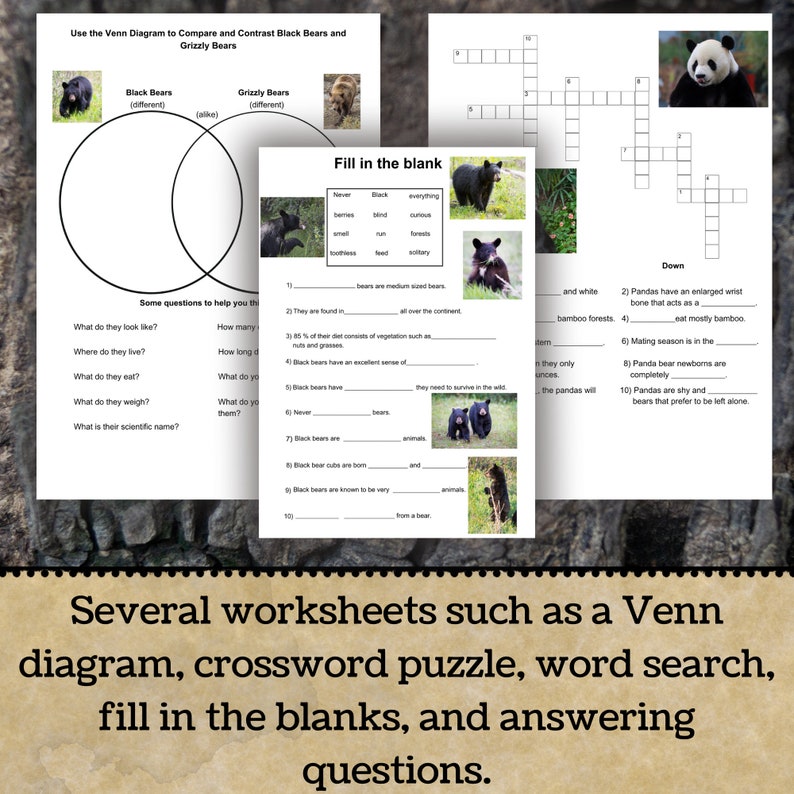 Bear Unit Study Lesson Plan | Science Research Busy Binder | Zoology ...
