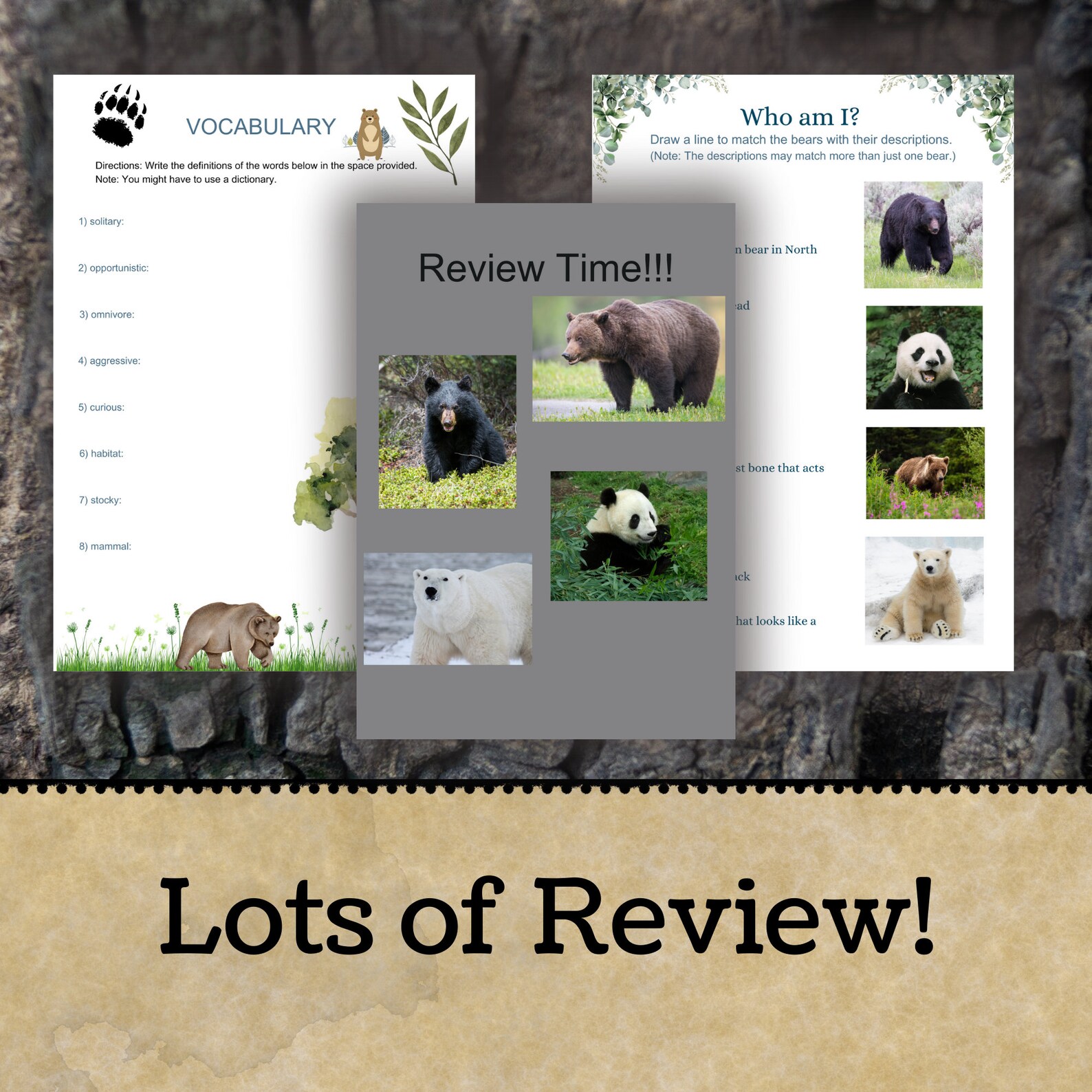 Bear Unit Study Lesson Plan | Science Research Busy Binder | Zoology ...