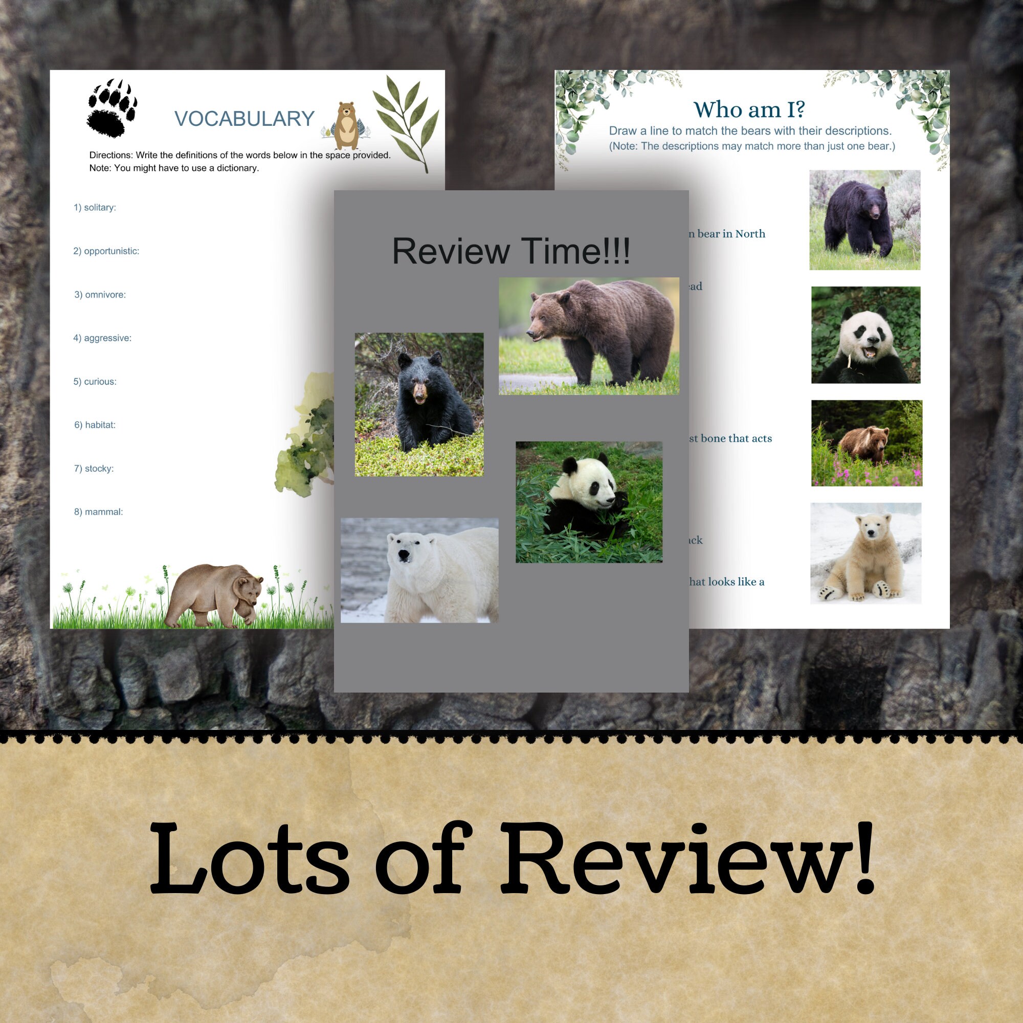 Bear Unit Study Lesson Plan | Science Research Busy Binder | Zoology ...