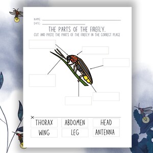 Firefly Unit Study, Nature Notebook, Insect Printable, Homeschool Unit ...