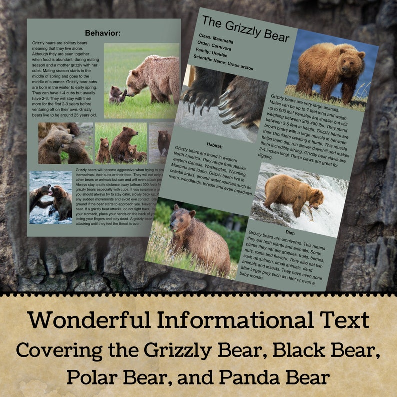 Bear Unit Study Lesson Plan | Science Research Busy Binder | Zoology ...