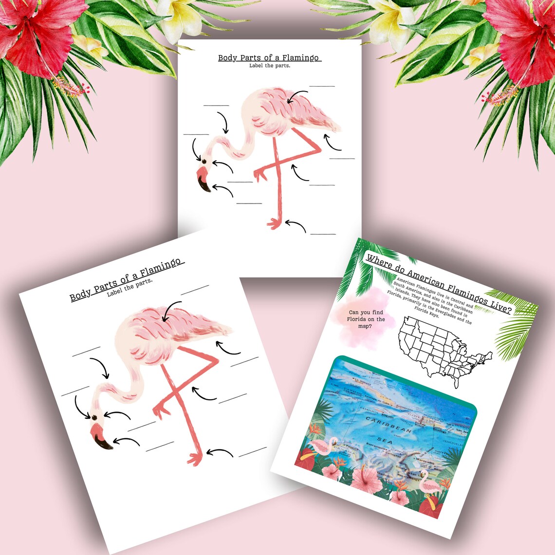 Flamingo Unit Study, Lesson Plans, Vocabulary, Unschooling, Charlotte ...