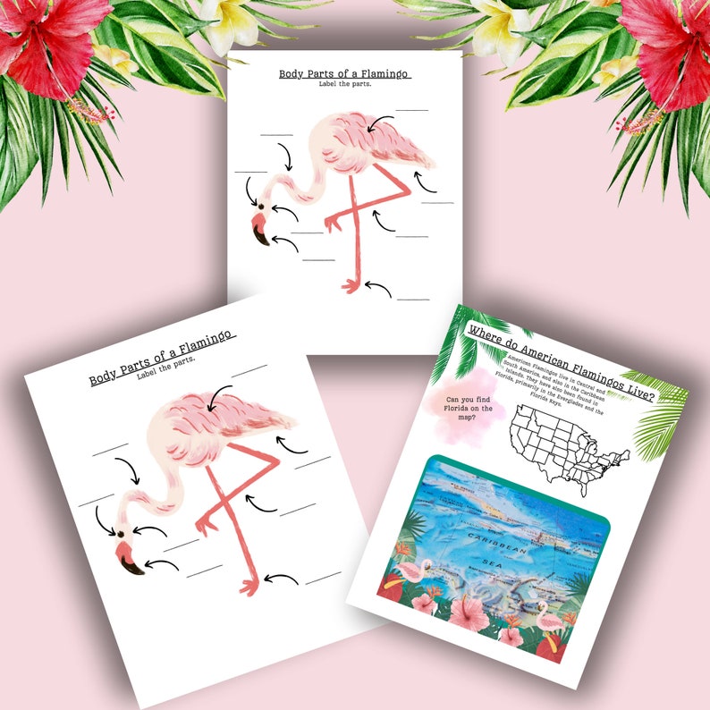 Flamingo Unit Study, Lesson Plans, Vocabulary, Unschooling, Charlotte ...