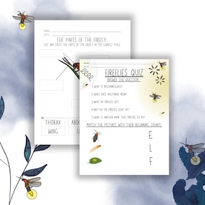 Firefly Unit Study, Nature Notebook, Insect Printable, Homeschool Unit ...