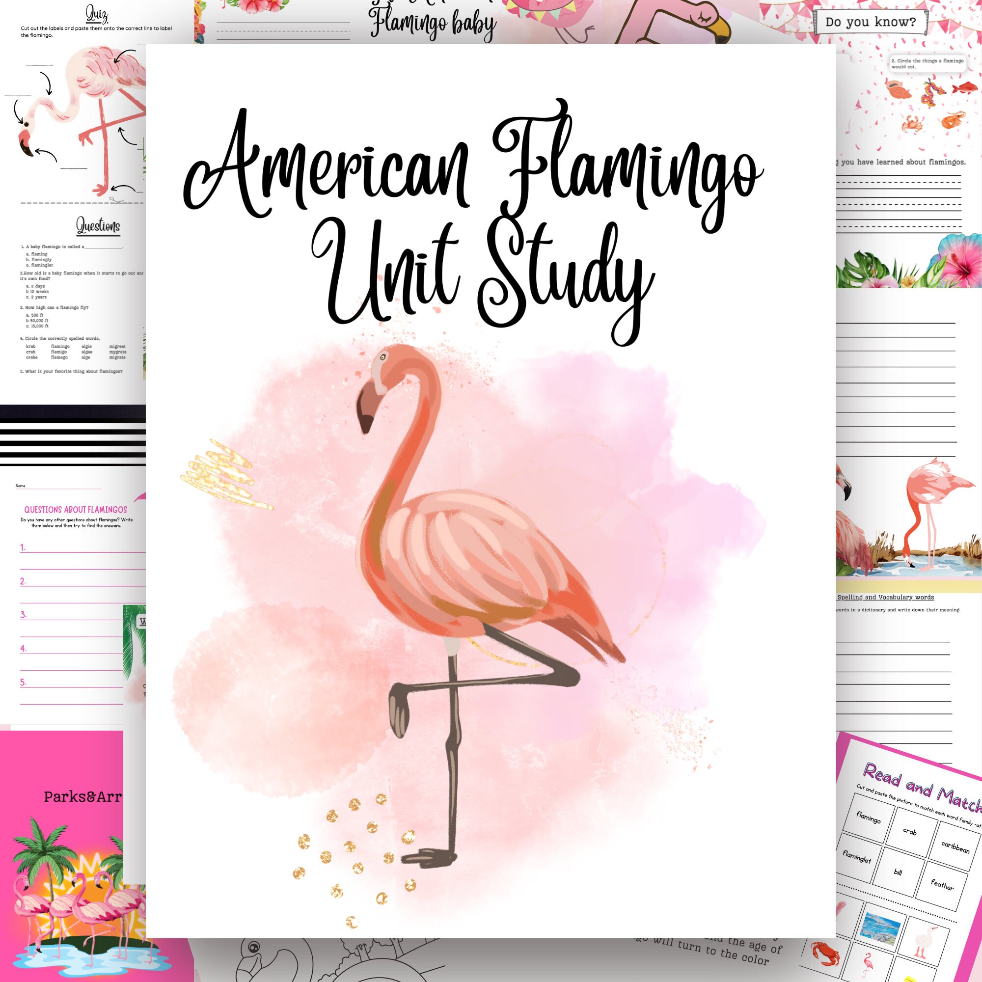 Flamingo Unit Study, Lesson Plans, Vocabulary, Unschooling, Charlotte ...