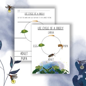Firefly Unit Study, Nature Notebook, Insect Printable, Homeschool Unit ...