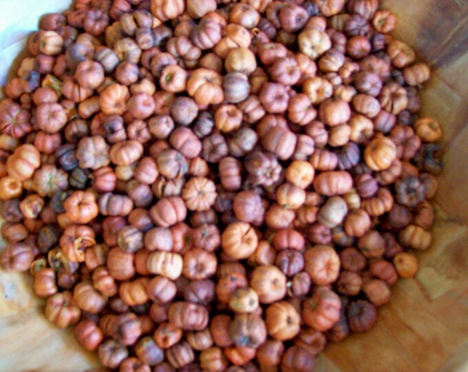 Orange Pumpkin Pods Putka Pods - Etsy