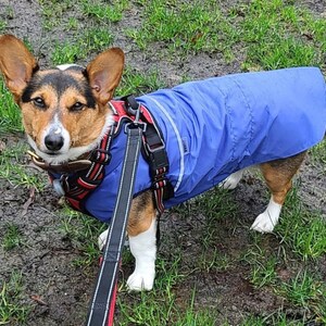 Light Jacket for Dog Raincoat for Dog Clothing for Dog Dog Wear Pet ...