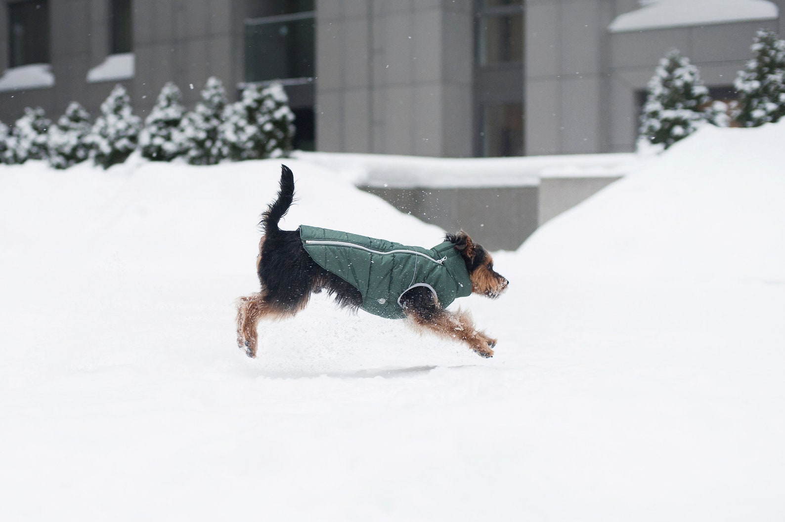 Dogs Clothes Warm Jacket for Beagle Warm Jacket Clothes for | Etsy
