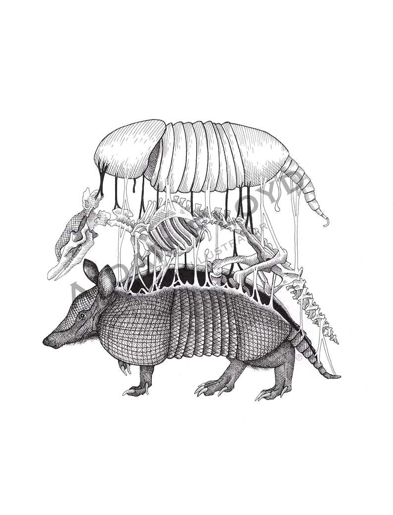 Armadillo Anatomy Illustration Art Print Original - Etsy