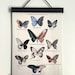 Butterfly Species Print Wall Hanging Chimaera Butterflies Ready to ...