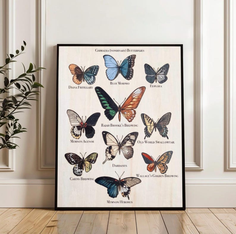 Butterfly Species Print Wall Hanging Chimaera Butterflies Ready to ...