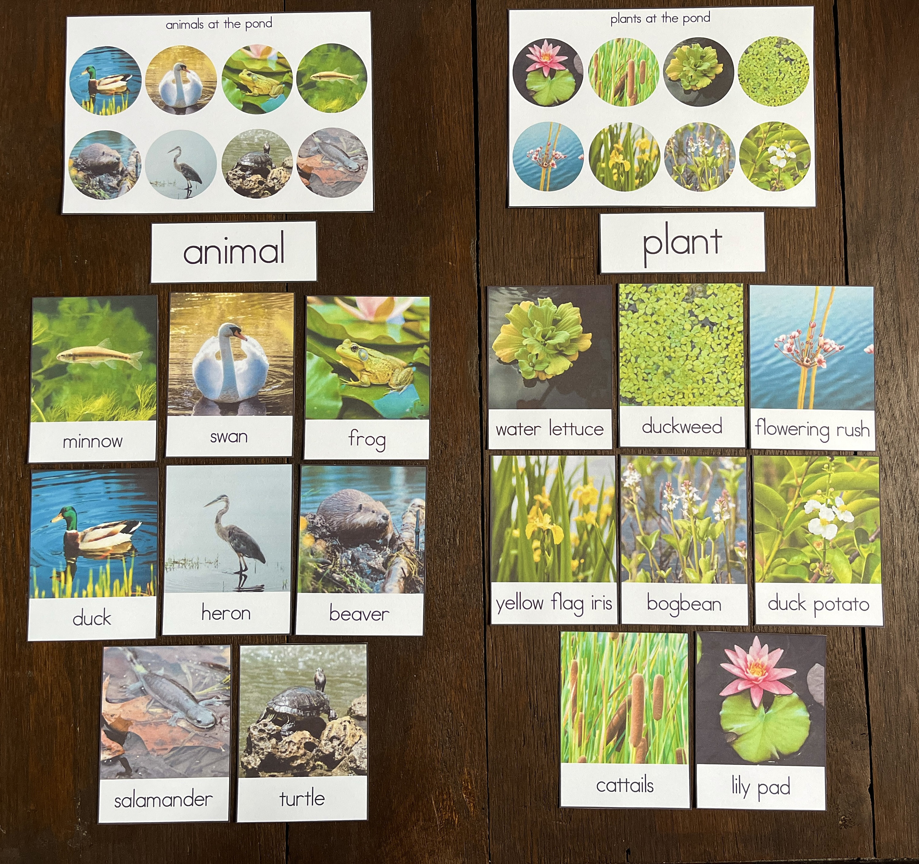 Montessori-inspired Pond Life Bundle - Etsy