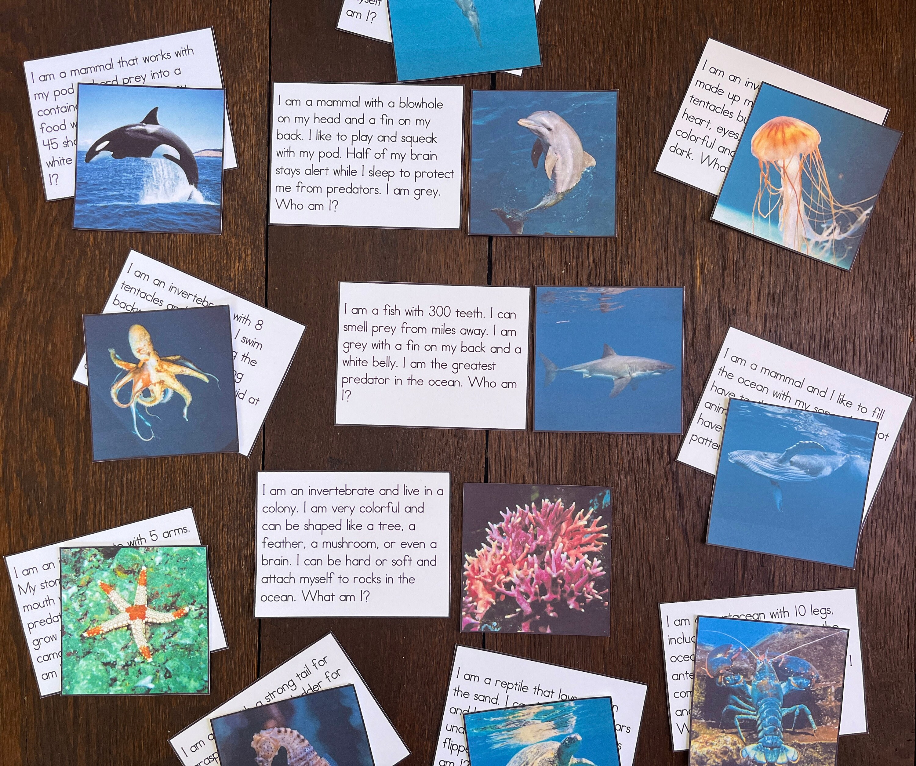 Montessori-inspired Ocean Life Bundle - Etsy