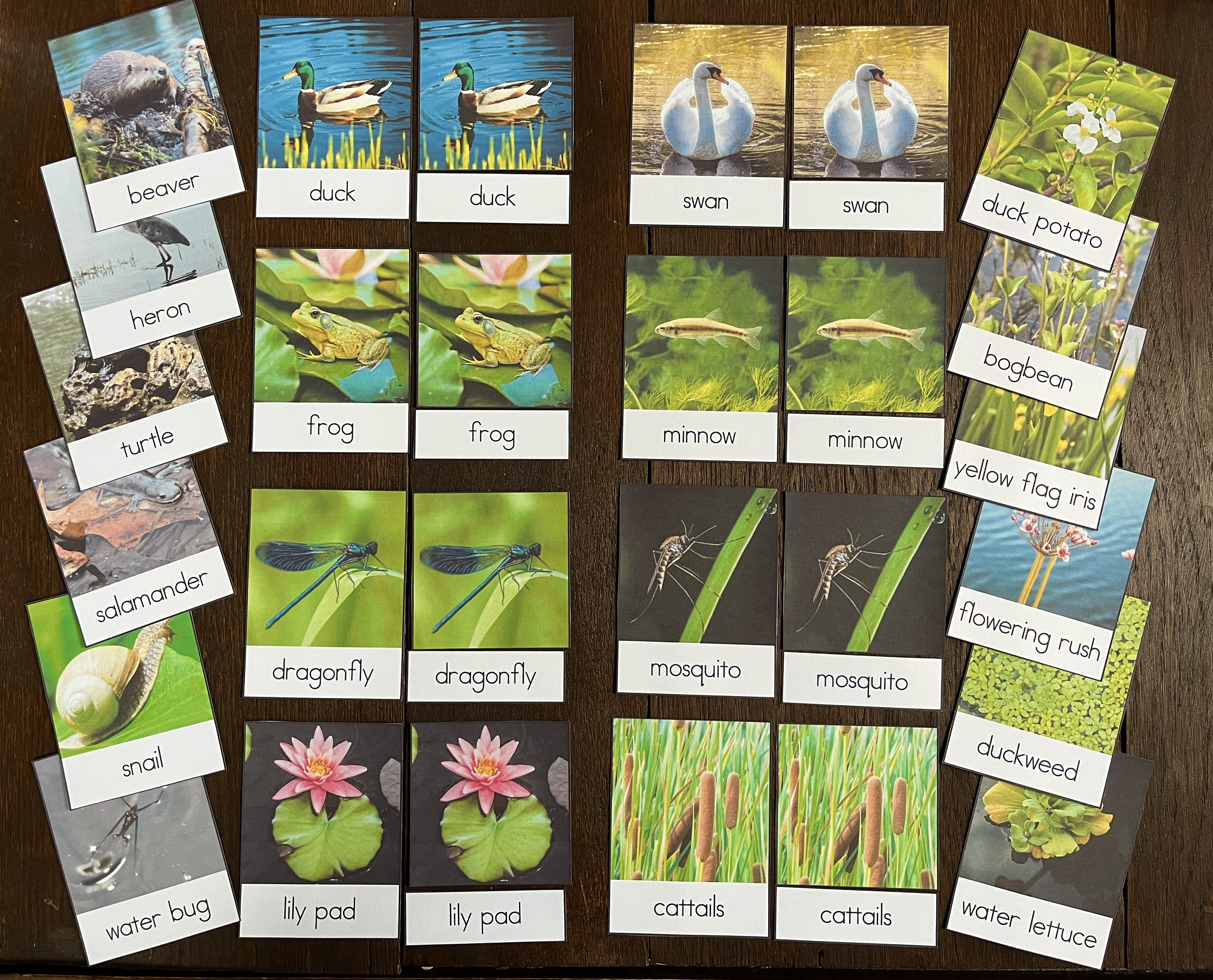 Montessori-inspired Pond Life Bundle - Etsy