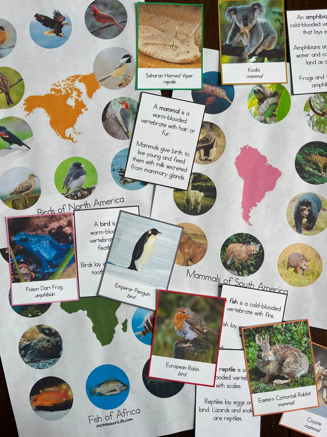 Montessori Vertebrates of the Continents Bundle - Etsy