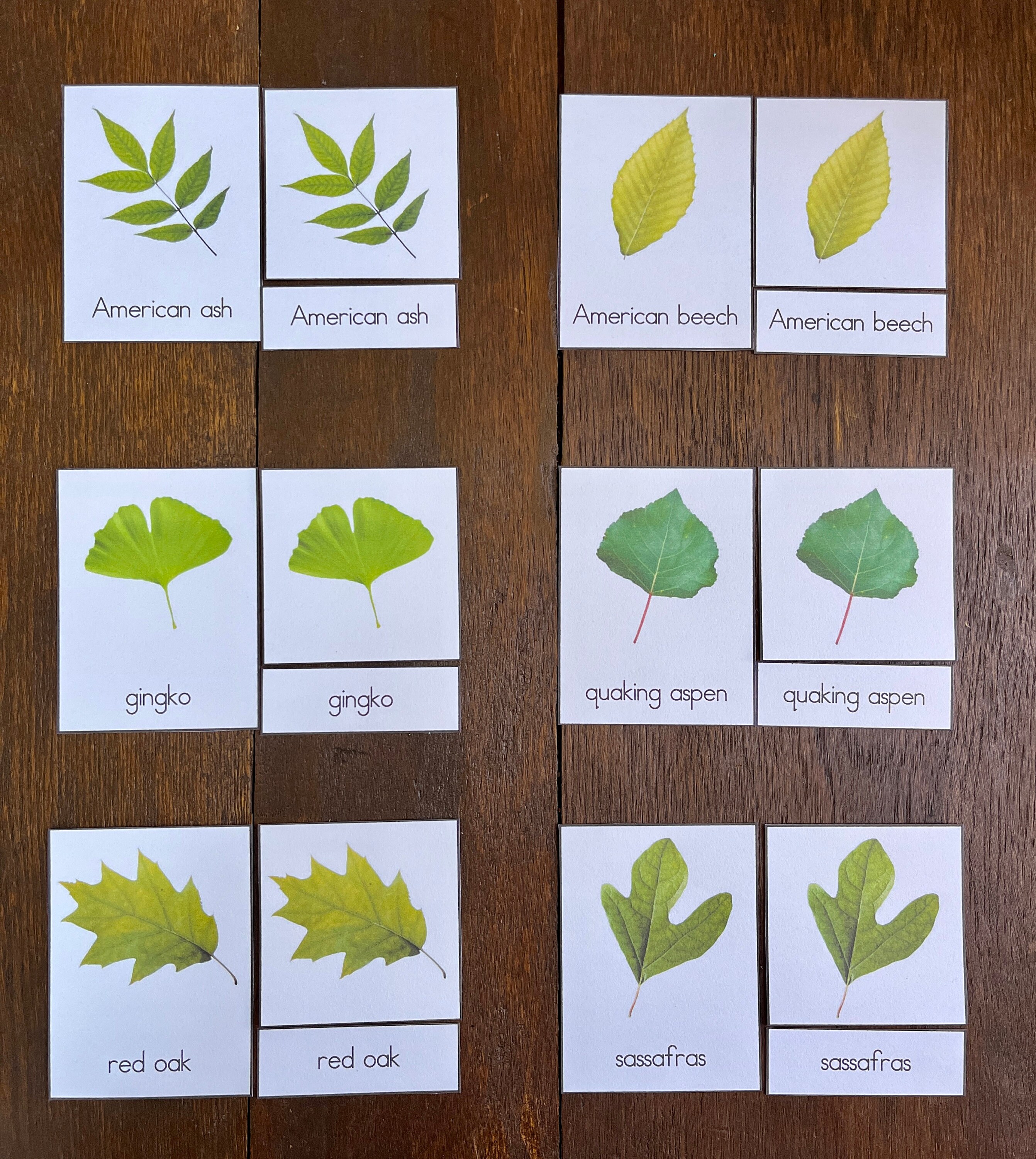 Montessori-inspired Spring & Fall Leaf Bundle - Etsy