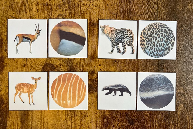 Montessori-inspired African Savanna Life Bundle - Etsy