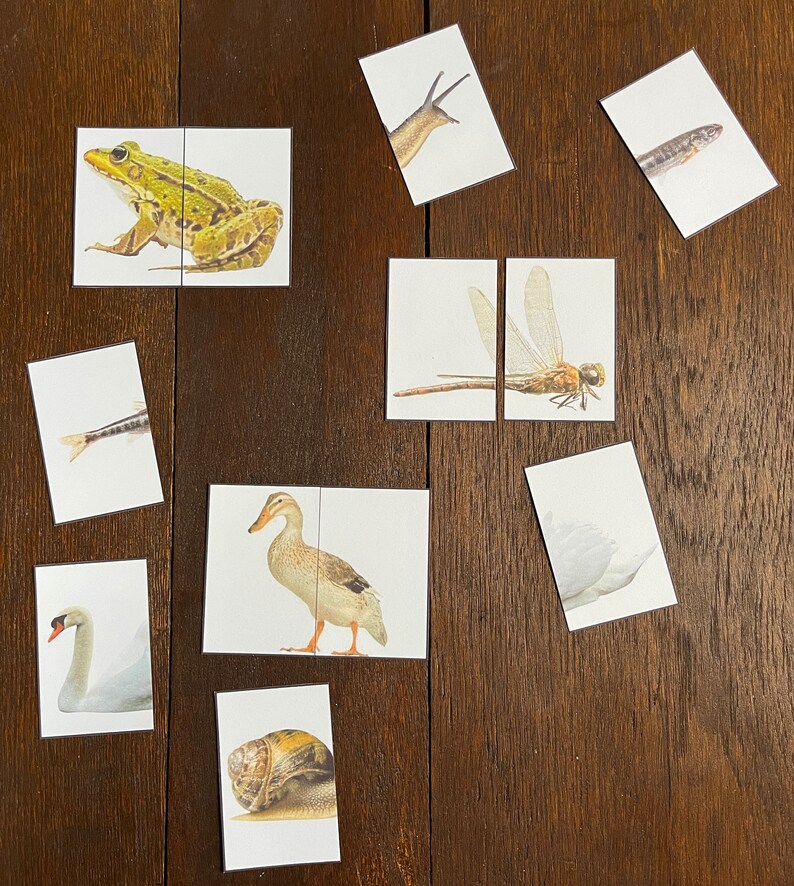 Montessori-inspired Pond Life Bundle - Etsy