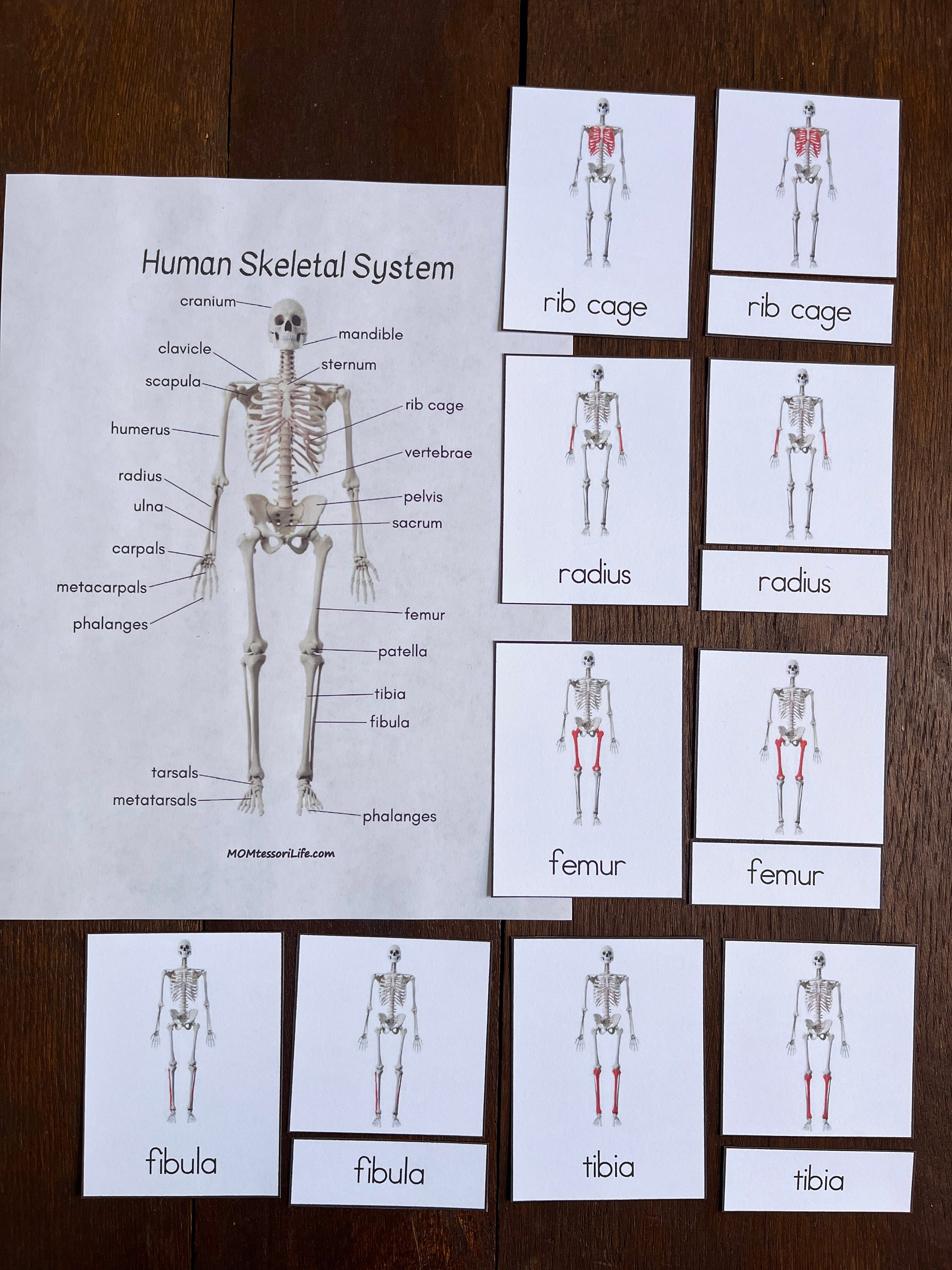 Montessori-inspired Human Body Bundle - Etsy