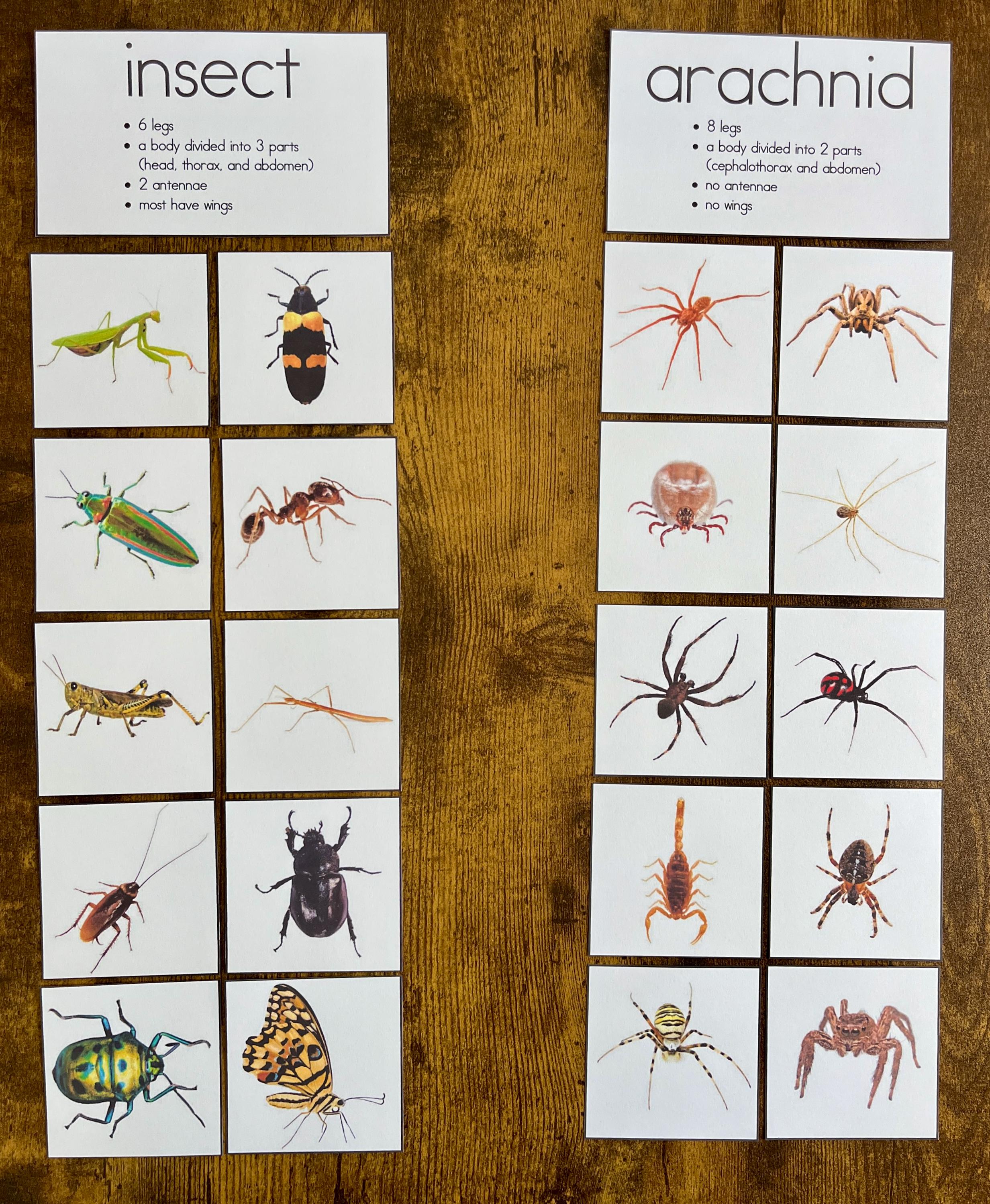 Montessori-inspired Insects & Arachnids Bundle - Etsy