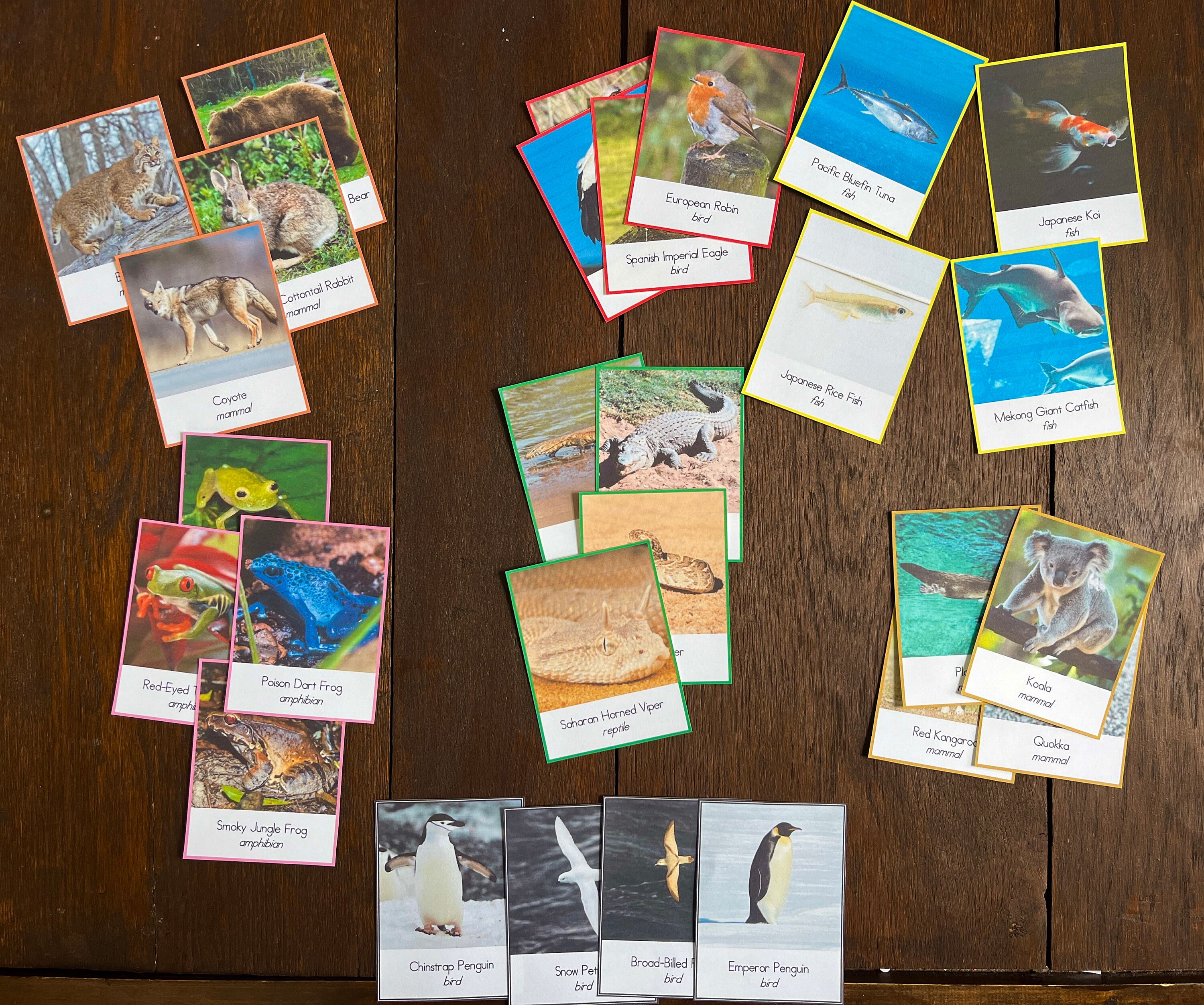 Montessori Vertebrates of the Continents Bundle - Etsy