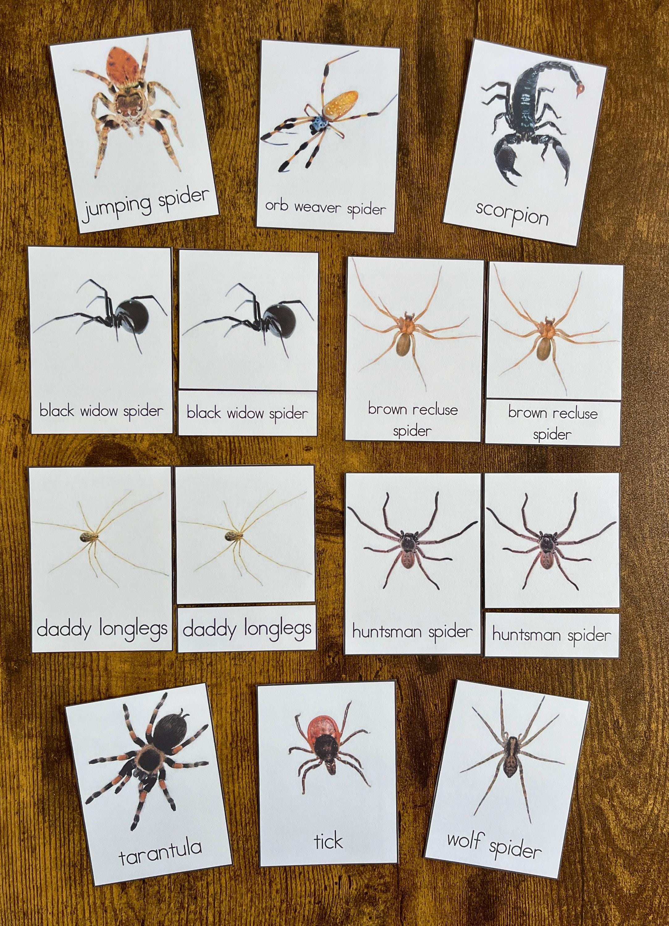 Montessori-inspired Insects & Arachnids Bundle - Etsy