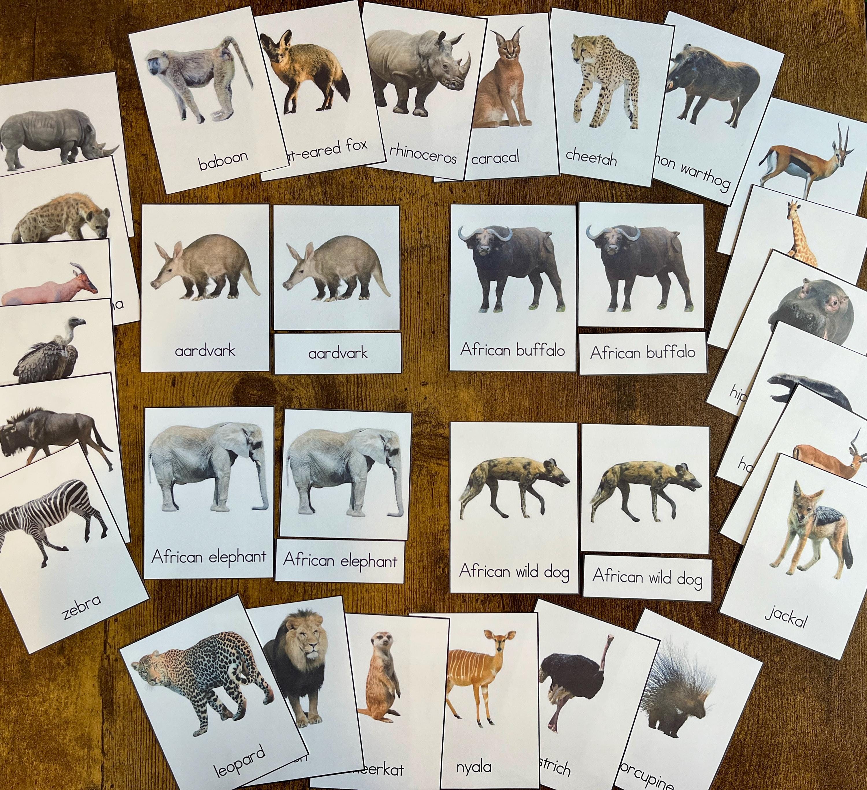 Montessori-inspired African Savanna Life Bundle - Etsy