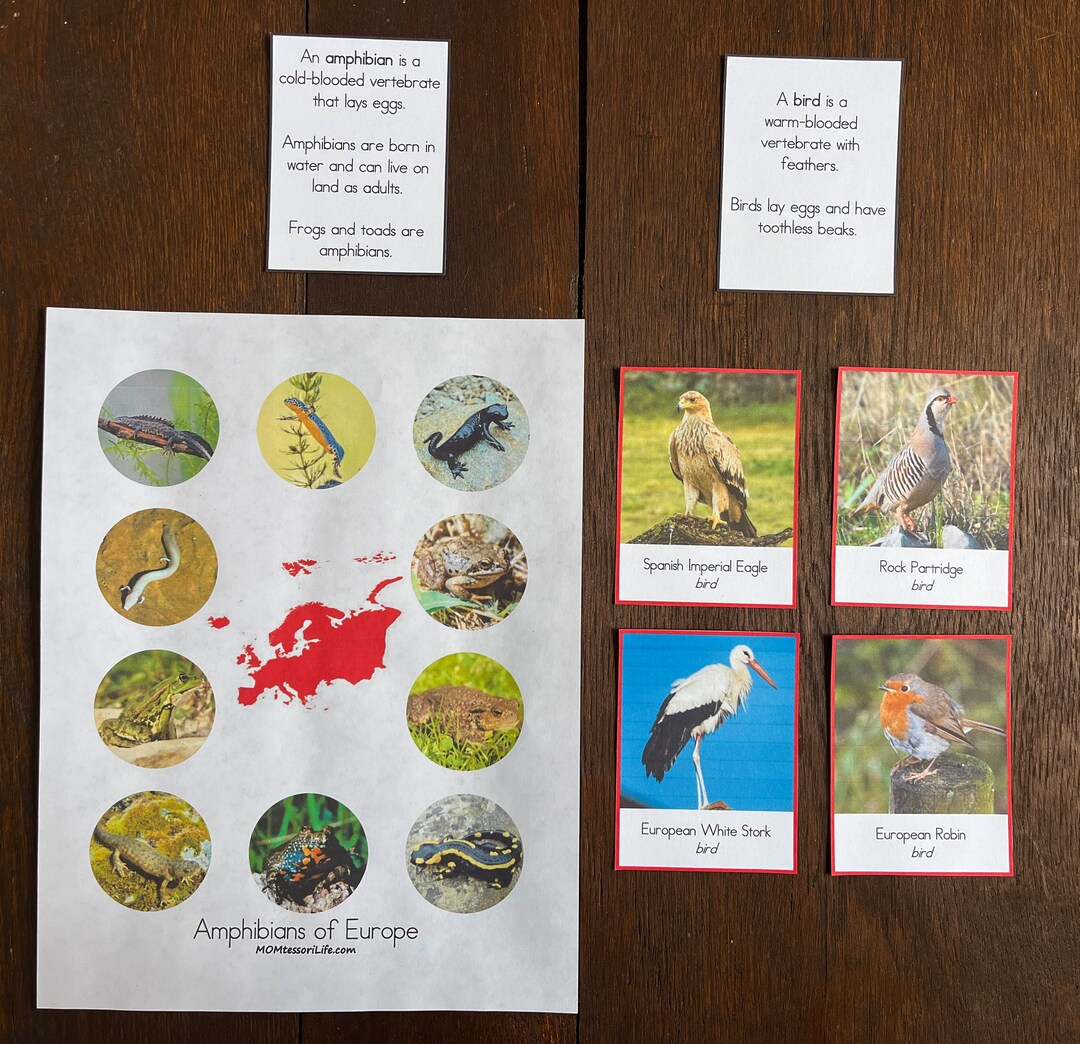 Montessori Vertebrates of Europe Bundle - Etsy