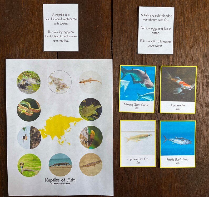 Montessori Vertebrates of the Continents Bundle - Etsy