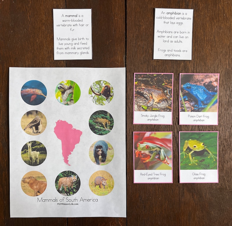 Montessori Vertebrates of the Continents Bundle - Etsy