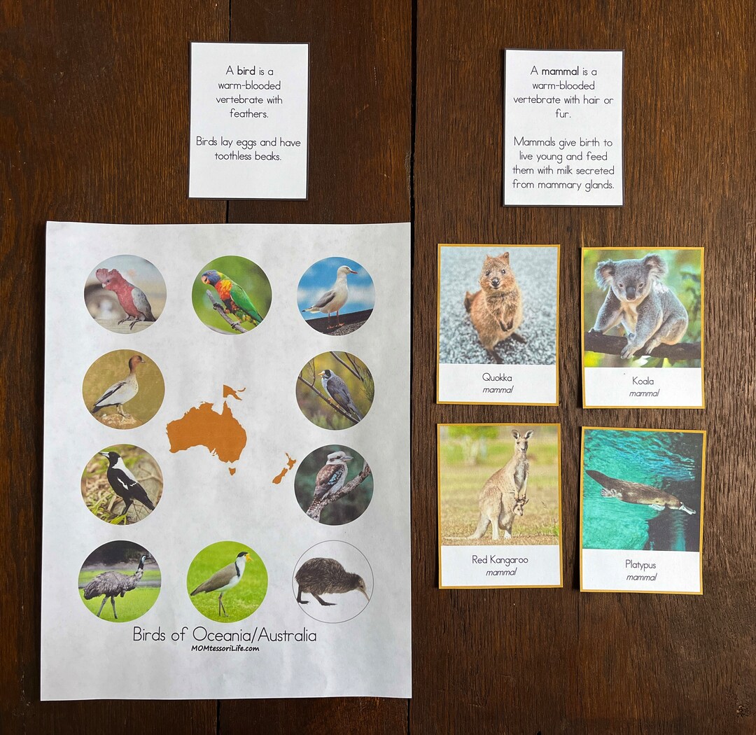 Montessori Vertebrates of Oceania/australia Bundle - Etsy
