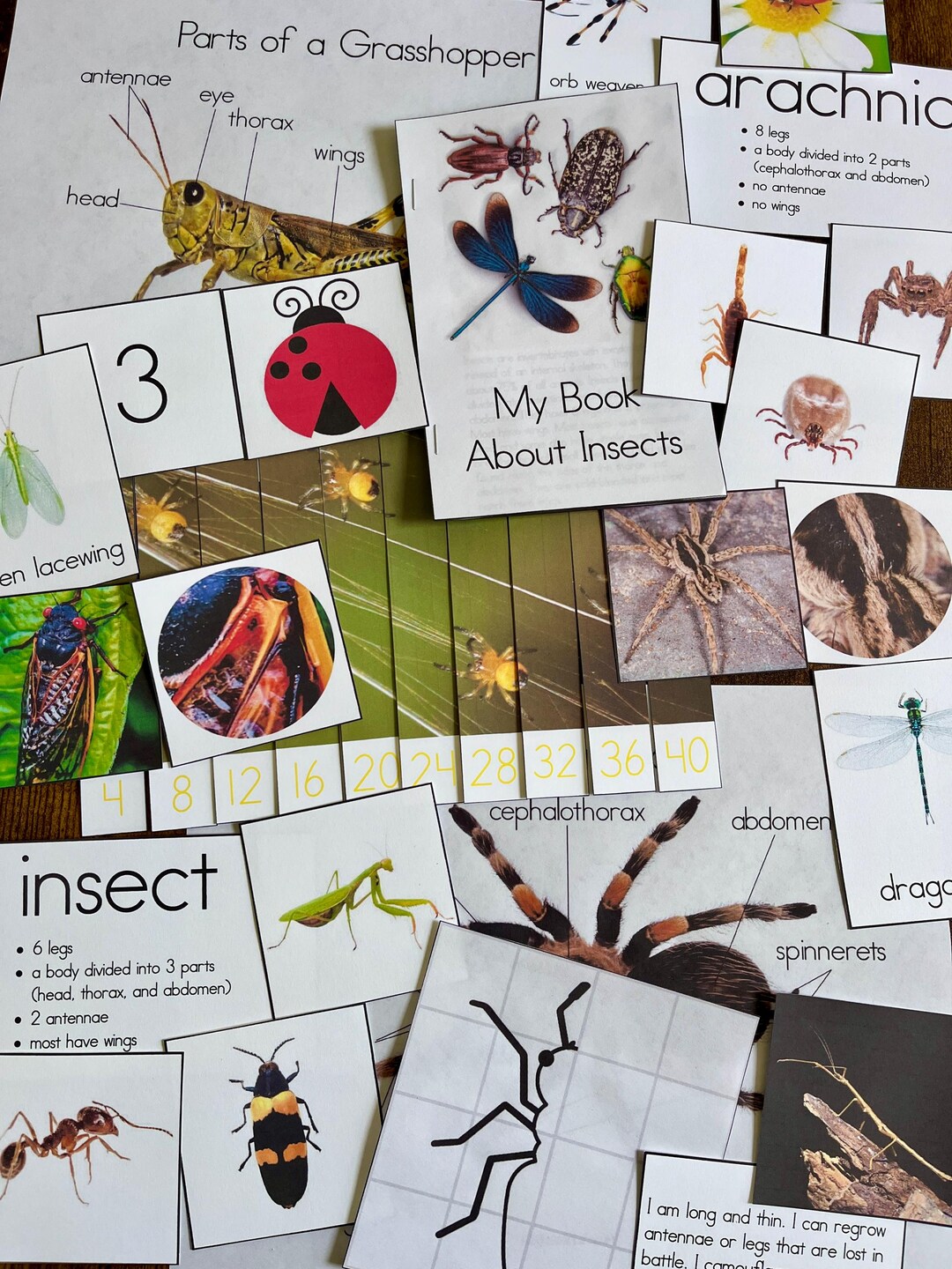 Montessori-inspired Insects & Arachnids Bundle - Etsy